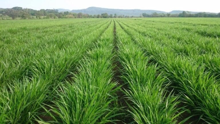 Tipos de pastos de corte - Pasturas Tropicales | Semillas de pastos ...