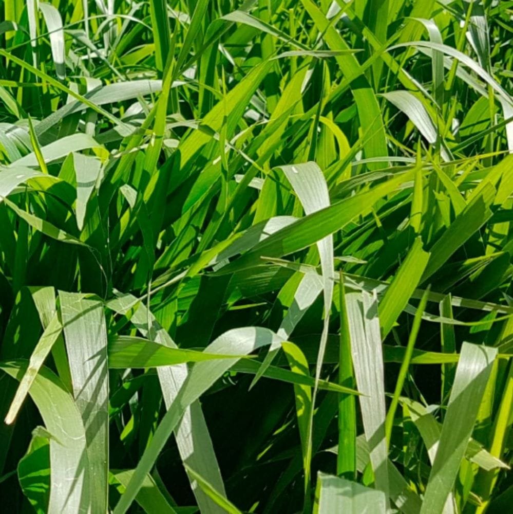 Inicio - Pasturas Tropicales
