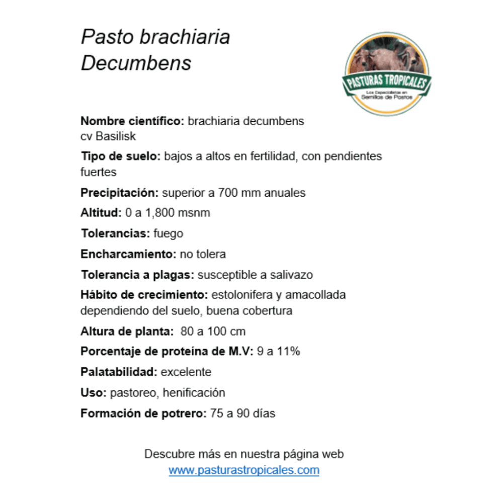 Brachiaria decumbens o pasto peludo - Pasturas Tropicales | Semillas de ...
