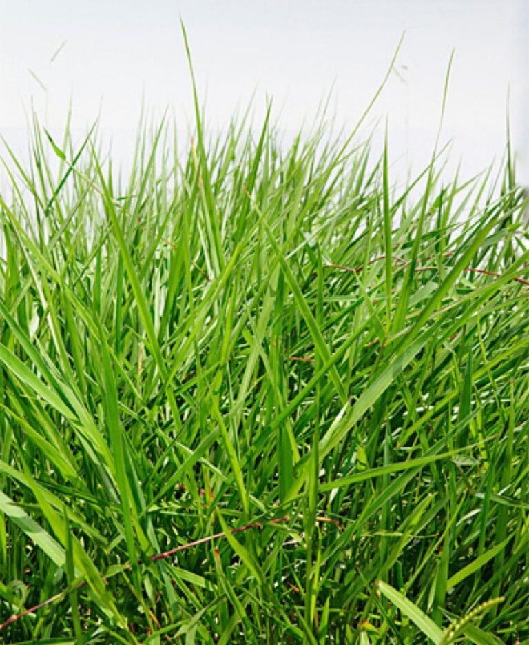 Brachiaria humidicola - Pasturas Tropicales | Semillas de pastos para ...