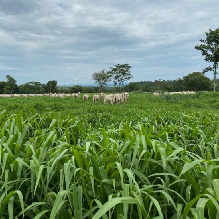 Semilla de pasto Zuri - Pasturas Tropicales | Semillas de pastos para ...