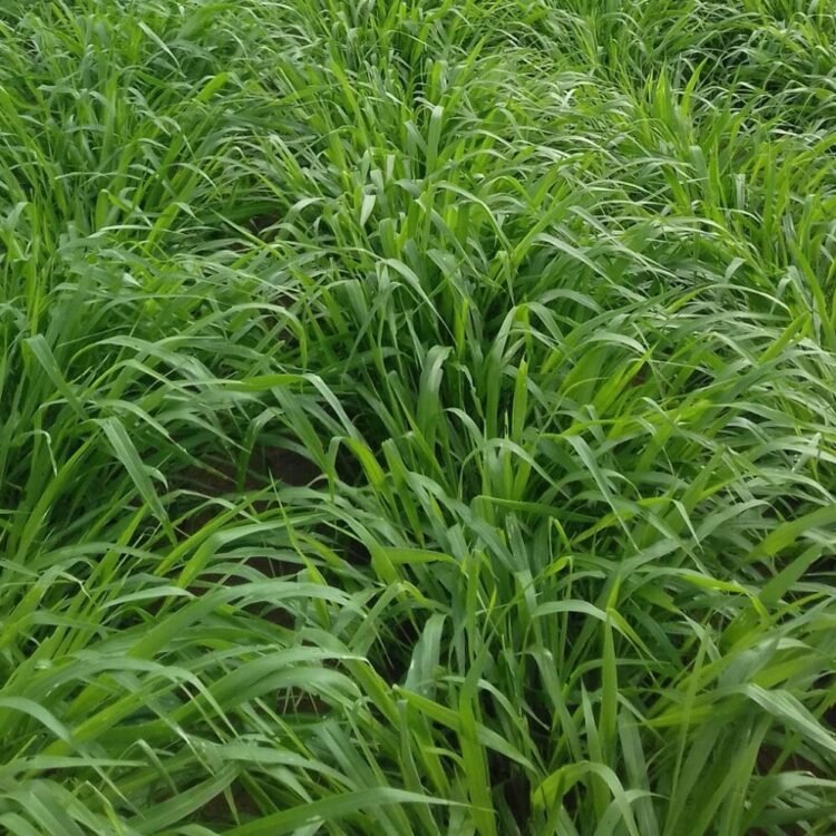 Semilla de pasto Miyagui - Pasturas Tropicales | Semillas de pastos ...