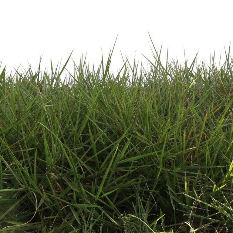 Inicio - Pasturas Tropicales | Semillas de pastos para ganado