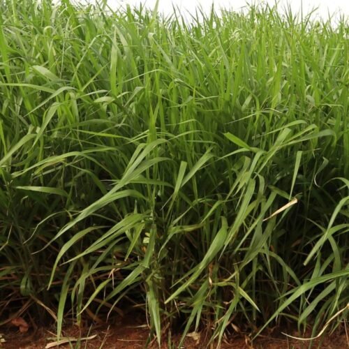 Semillas de pasto Cayman - Pasturas Tropicales