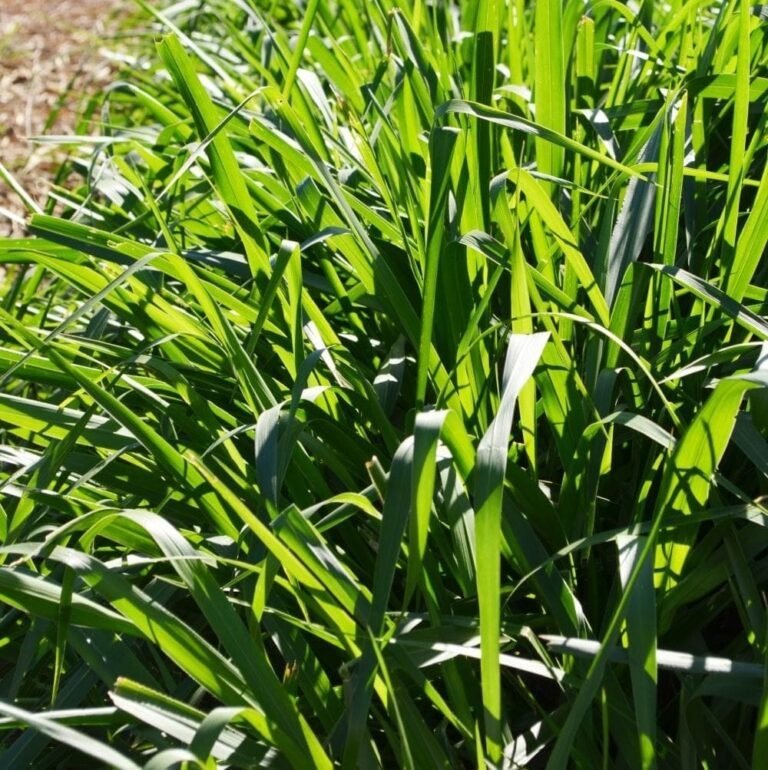 Inicio - Pasturas Tropicales