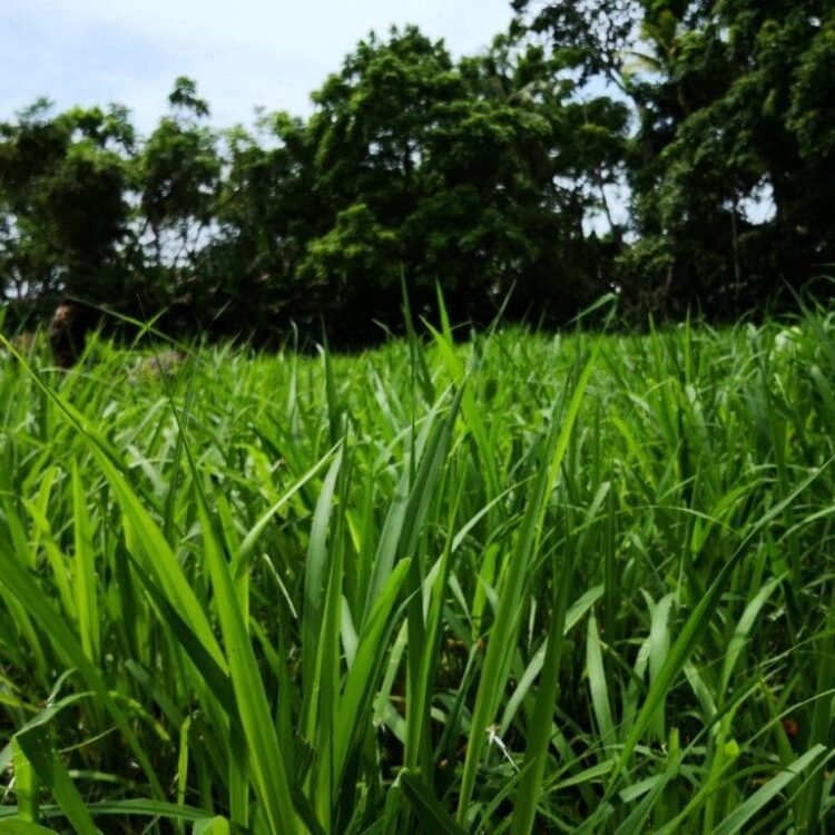 Semilla de pasto Estrella mejorado GAUCHO - Pasturas Tropicales