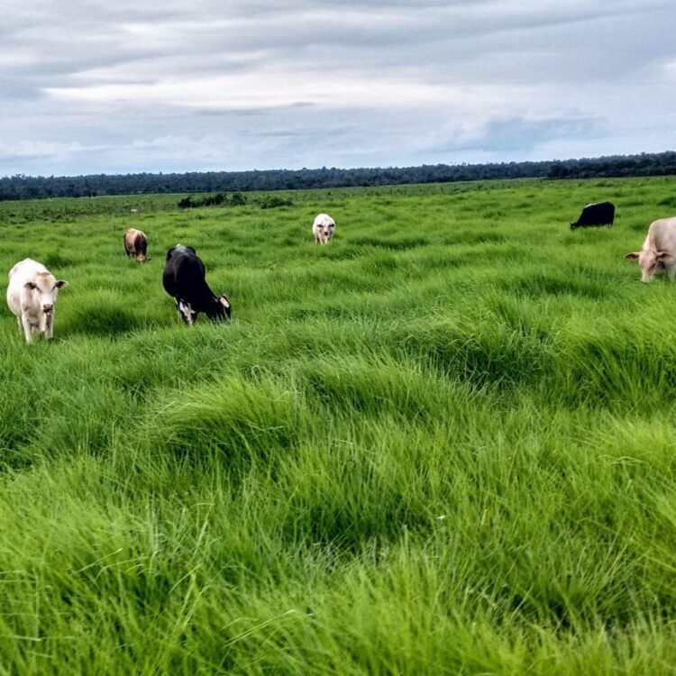 Semilla de pasto Mavuno - Pasturas Tropicales | Semillas de pastos para ...