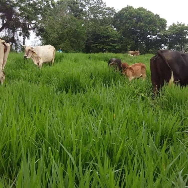 Semilla de pasto Cuba 22 - Pasturas Tropicales | Semillas de pastos ... Semilla de pasto Cuba 22 - Pasturas Tropicales | Semillas de pastos ...
