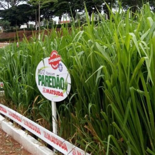 Semillas de pasto Cayman - Pasturas Tropicales | Semillas de pastos ...