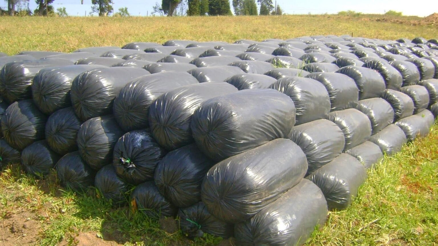 Cómo hacer ensilaje para ganado - Pasturas Tropicales | Semillas de ...