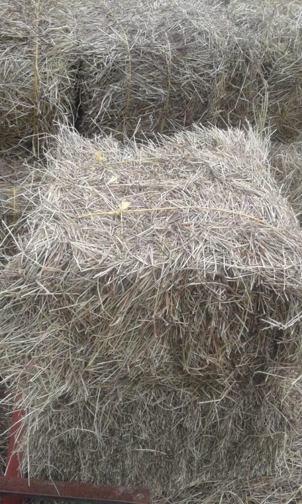 Semilla de pasto Angleton - Pasturas Tropicales | Semillas de pastos ...