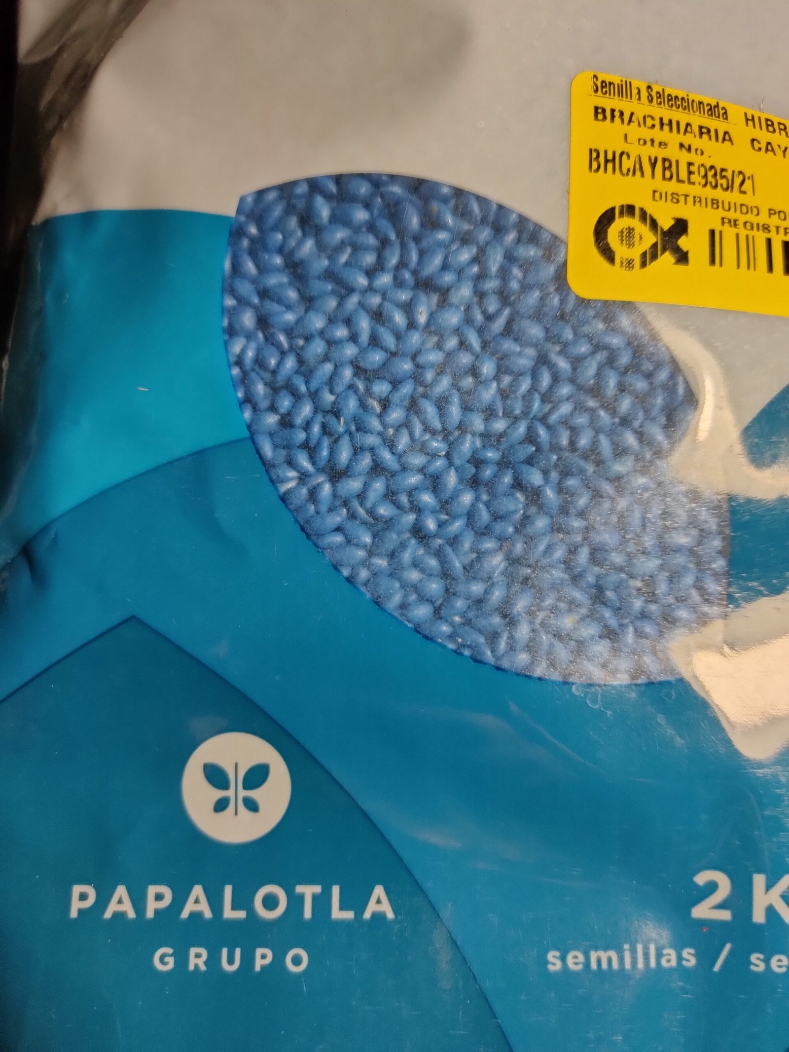 Pasto Cayman en Colombia - Pasturas Tropicales | Semillas de pastos ...