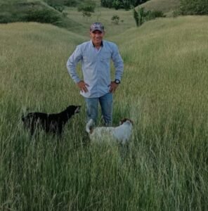 Pasto Angleton - Pasturas Tropicales | Semillas de pastos para ganado