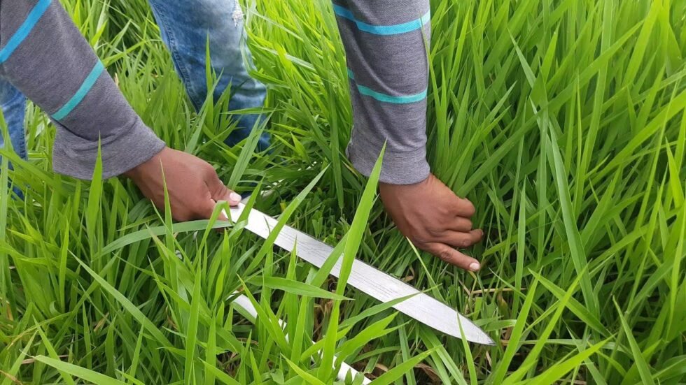 Las ventajas de Brachiaria decumbens - Pasturas Tropicales | Semillas ...