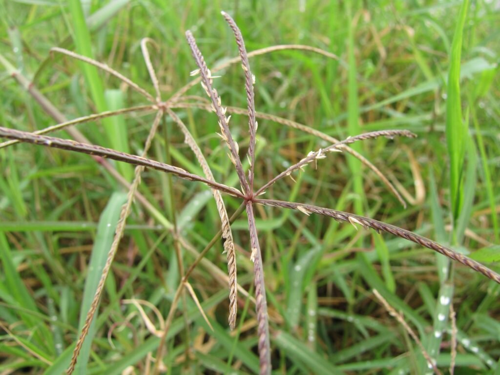 Pasto Estrella - Pasturas Tropicales | Semillas de pastos para ganado