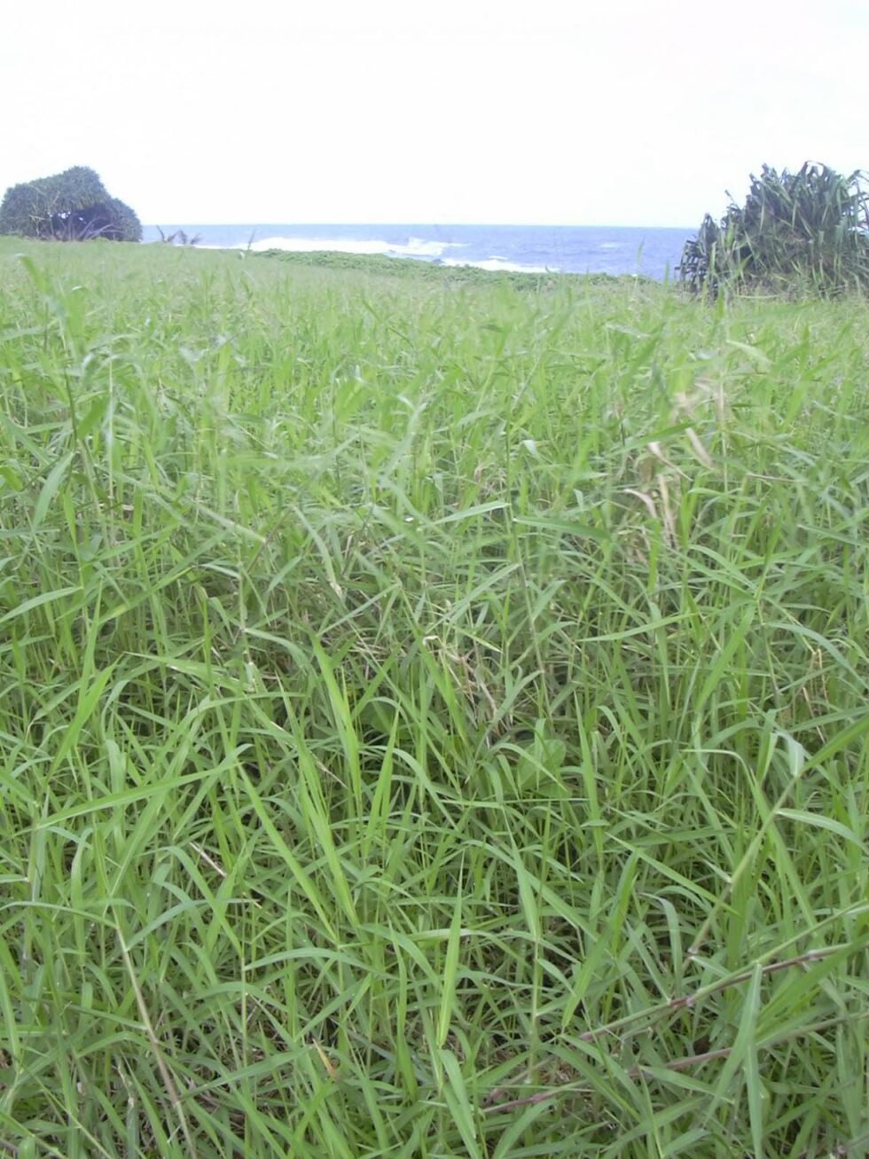 Pasto Pará (Urochloa mutica) - Pasturas Tropicales | Semillas de pastos ...