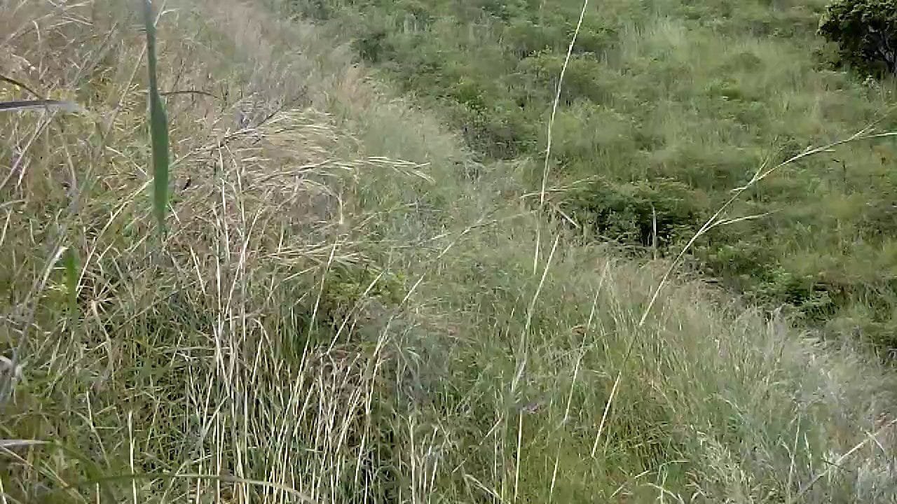 Pasto Carimagua - Pasturas Tropicales | Semillas de pastos para ganado