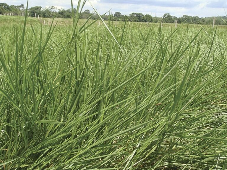 Pasto Dulce o Brachiaria Humidicola - Pasturas Tropicales | Semillas de ...