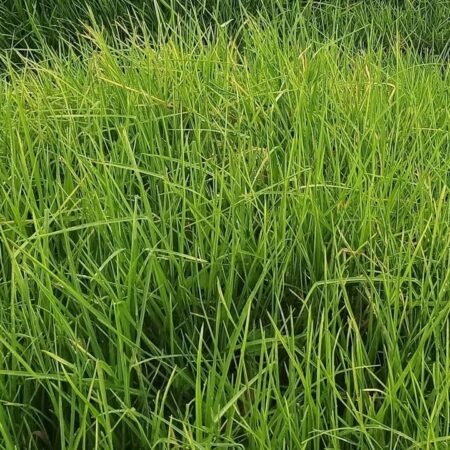 Blog - Pasturas Tropicales