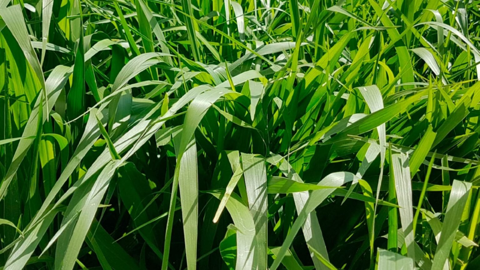 Brachiaria decumbens o pasto peludo - Pasturas Tropicales | Semillas de ...