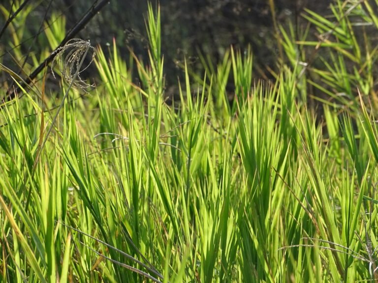 Cómo sembrar pasto Estrella - Pasturas Tropicales | Semillas de pastos ...