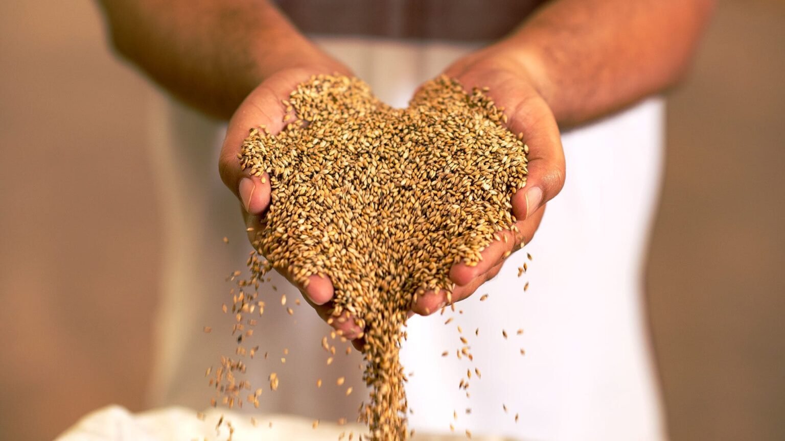 Brachiaria decumbens o pasto peludo - Pasturas Tropicales | Semillas de ...