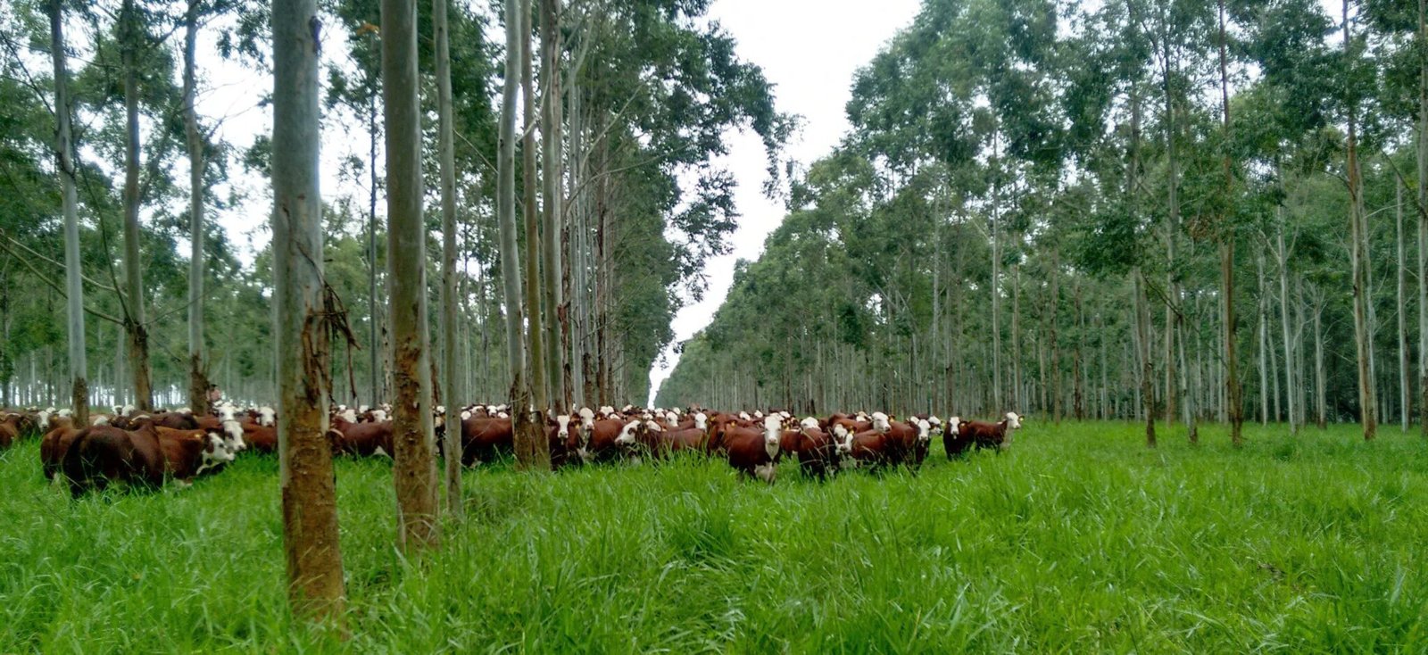 Tipos de pastos para ganado lechero - Pasturas Tropicales | Semillas de ...