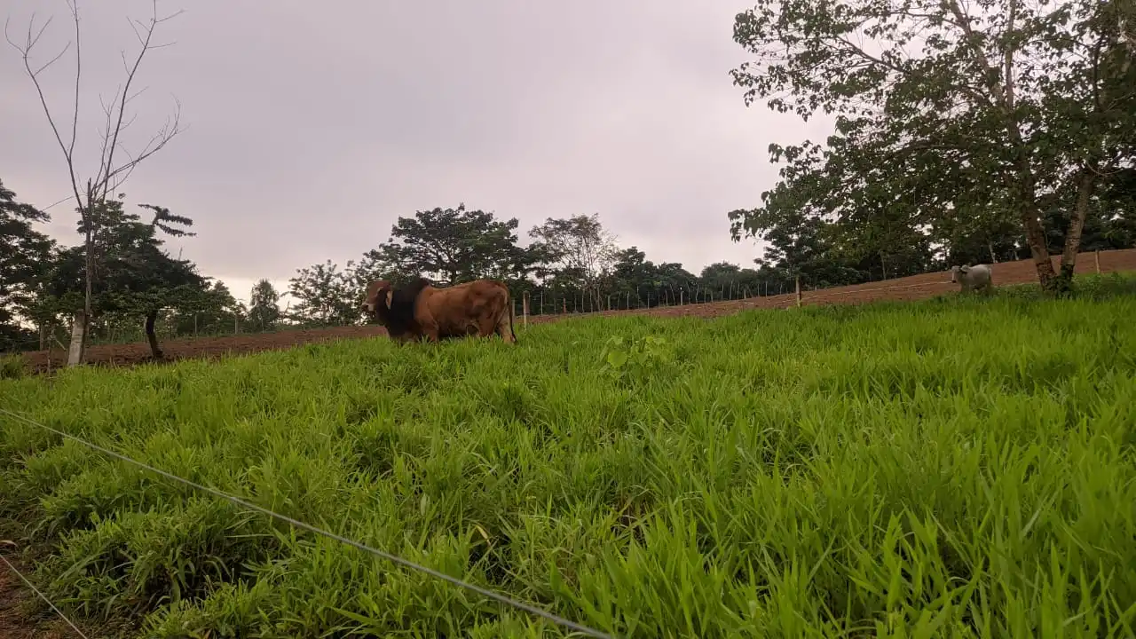 Pasto Cayman - Pasturas Tropicales | Semillas de pastos para ganado