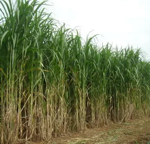 Quiénes Somos - Pasturas Tropicales | Semillas de pastos para ganado